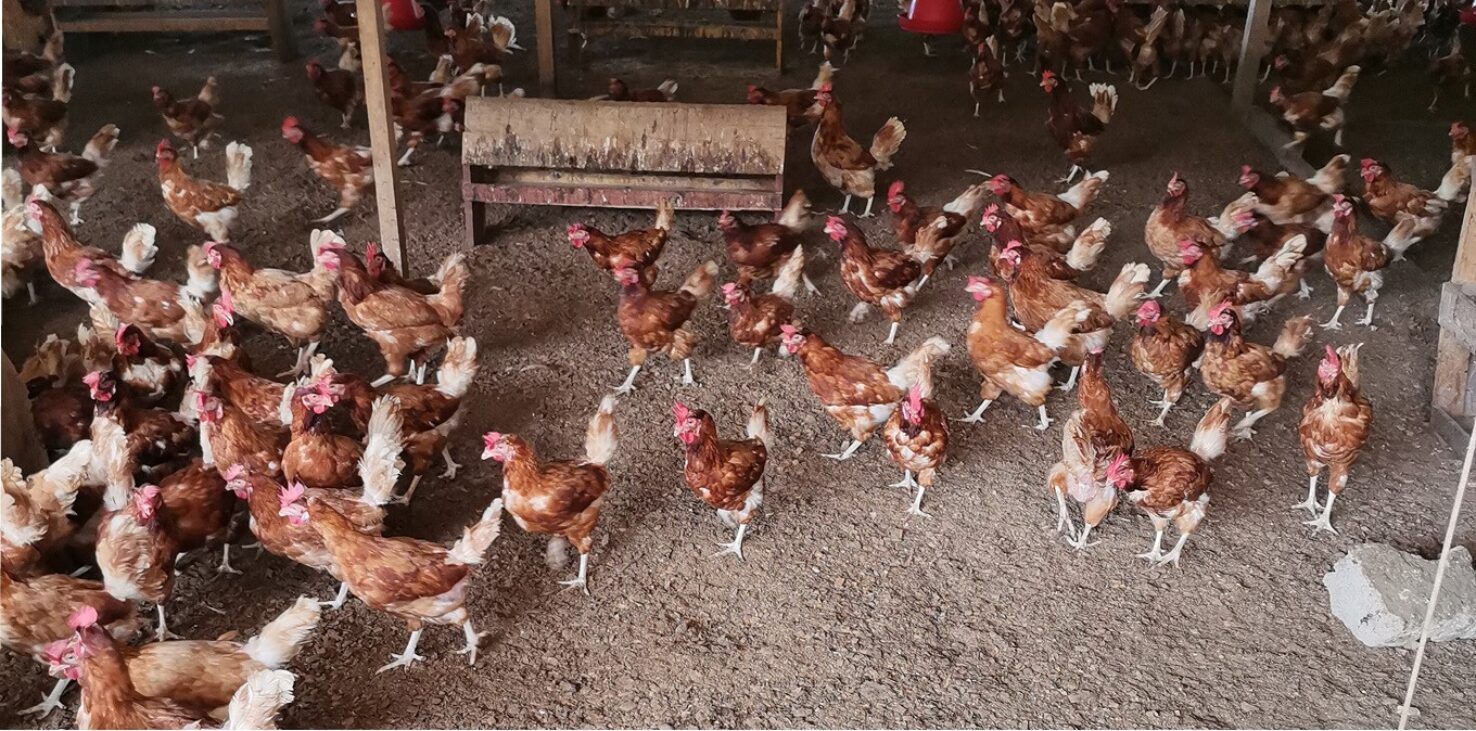 2023 progress report on Newrest's commitment to cage-free eggs and the ECC - Newrest Media